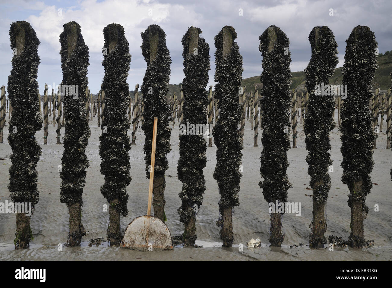 blue mussel, bay mussel, common mussel, common blue mussel (Mytilus ...