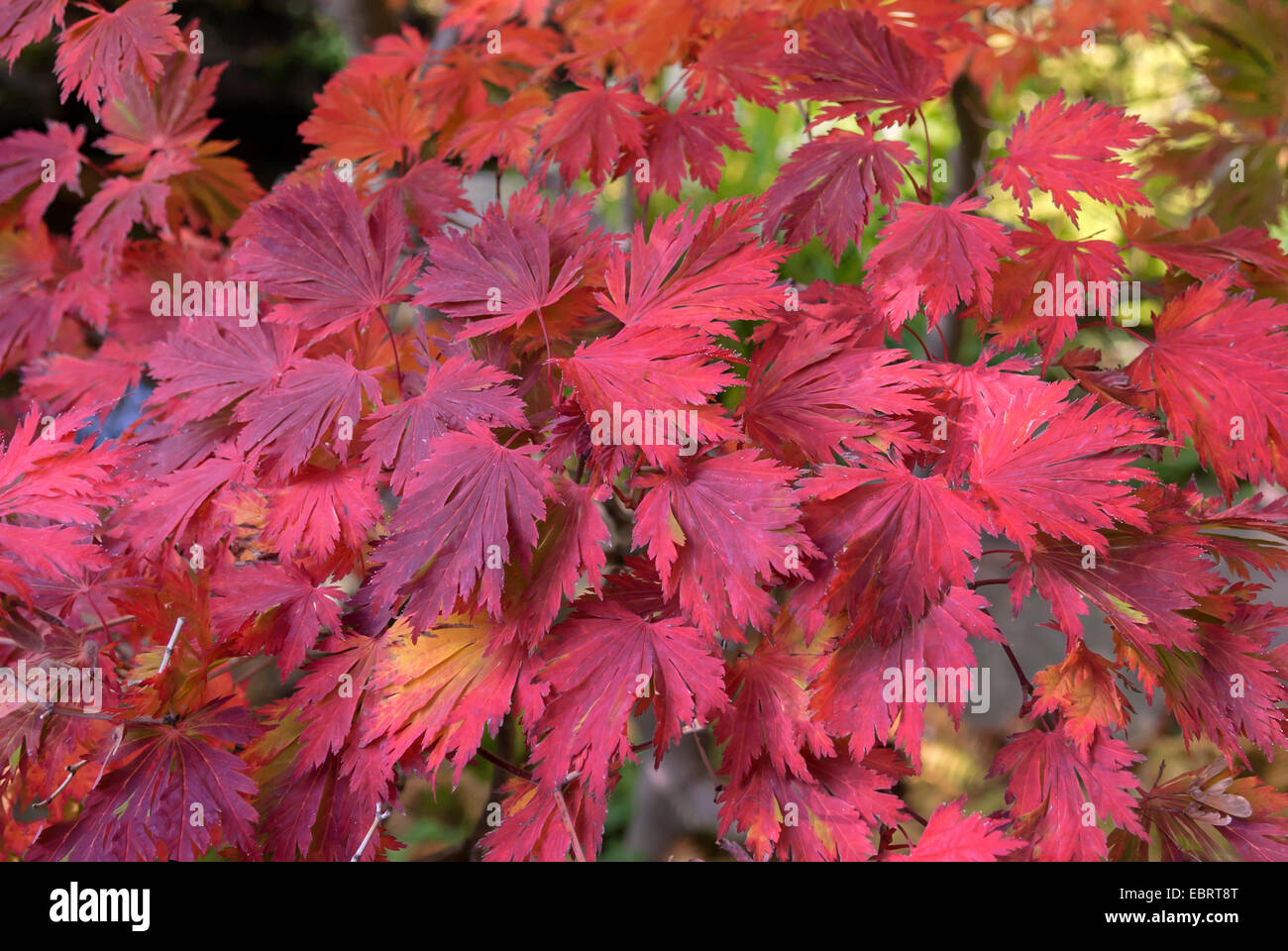 Full Moon Maple (Acer japonicum 'Aconitifolium', Acer japonicum ...