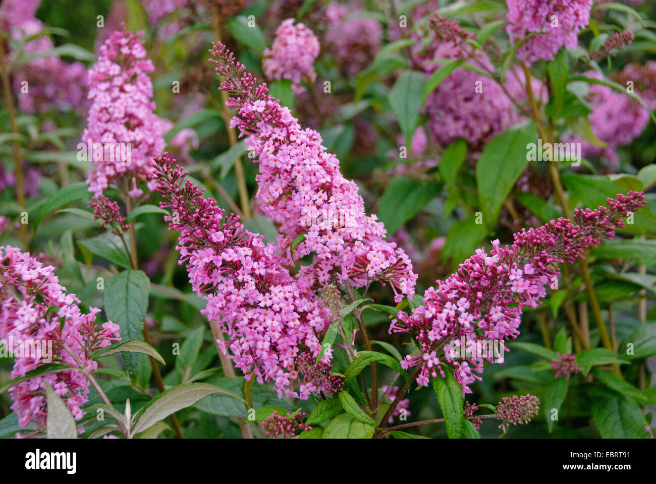 Butterfly bush, Violet butterfly bush, Summer lilac, Butterfly-bush ...