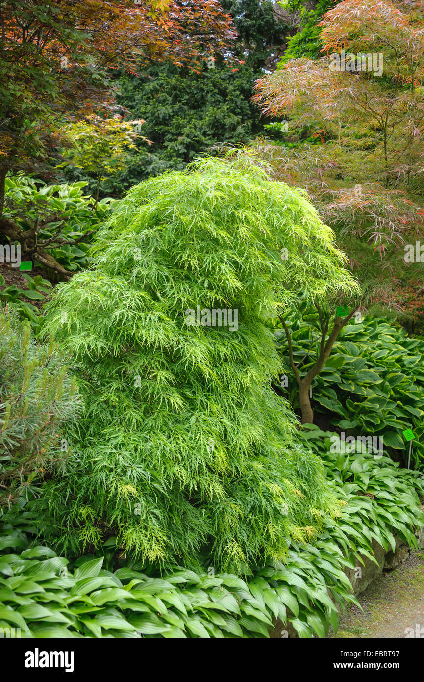 Japanese maple (Acer palmatum 'Dissectum', Acer palmatum Dissectum ...