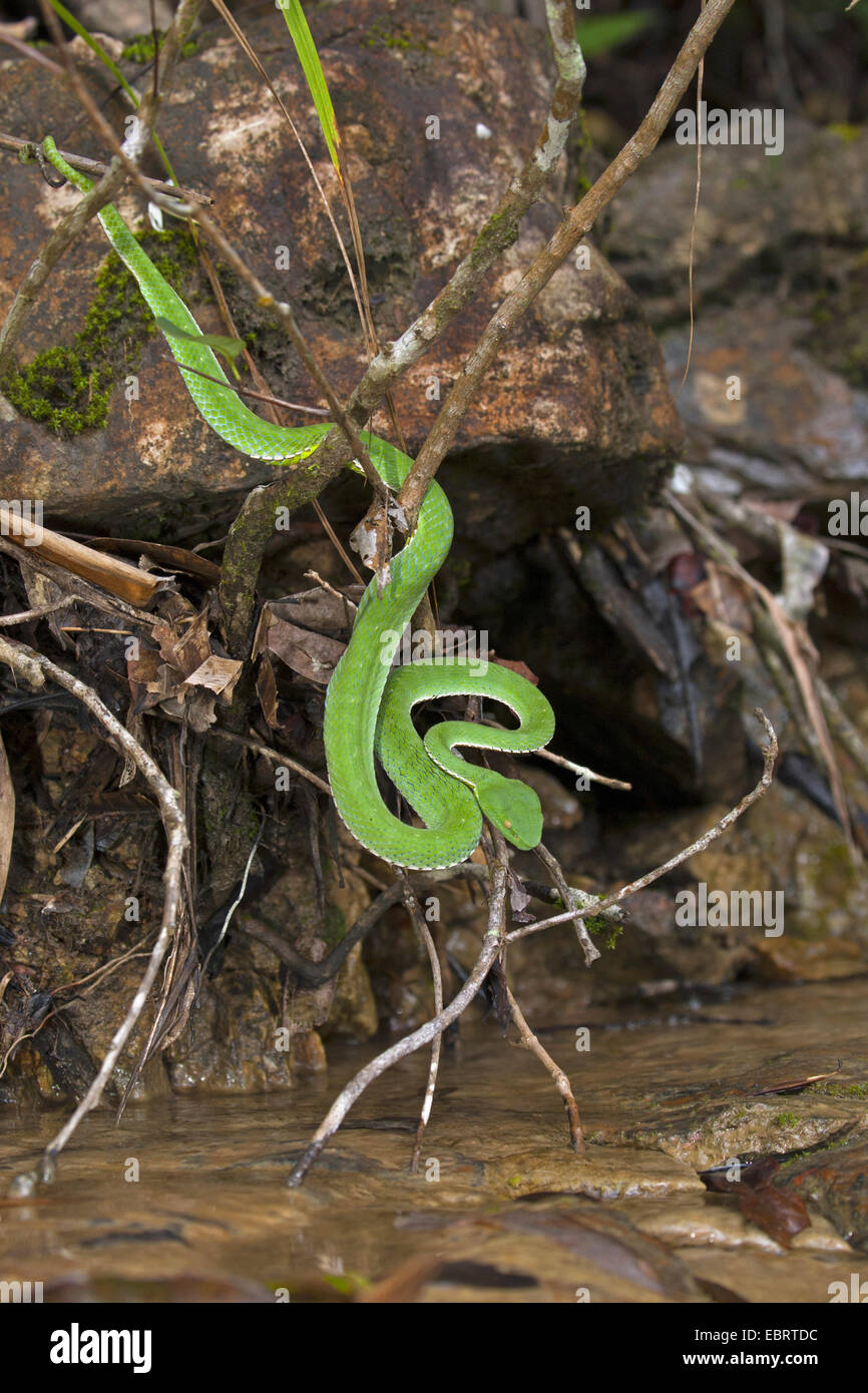 VogelÆs Pit Viper, Vogel's Green Pitviper (Trimeresurus vogeli ...