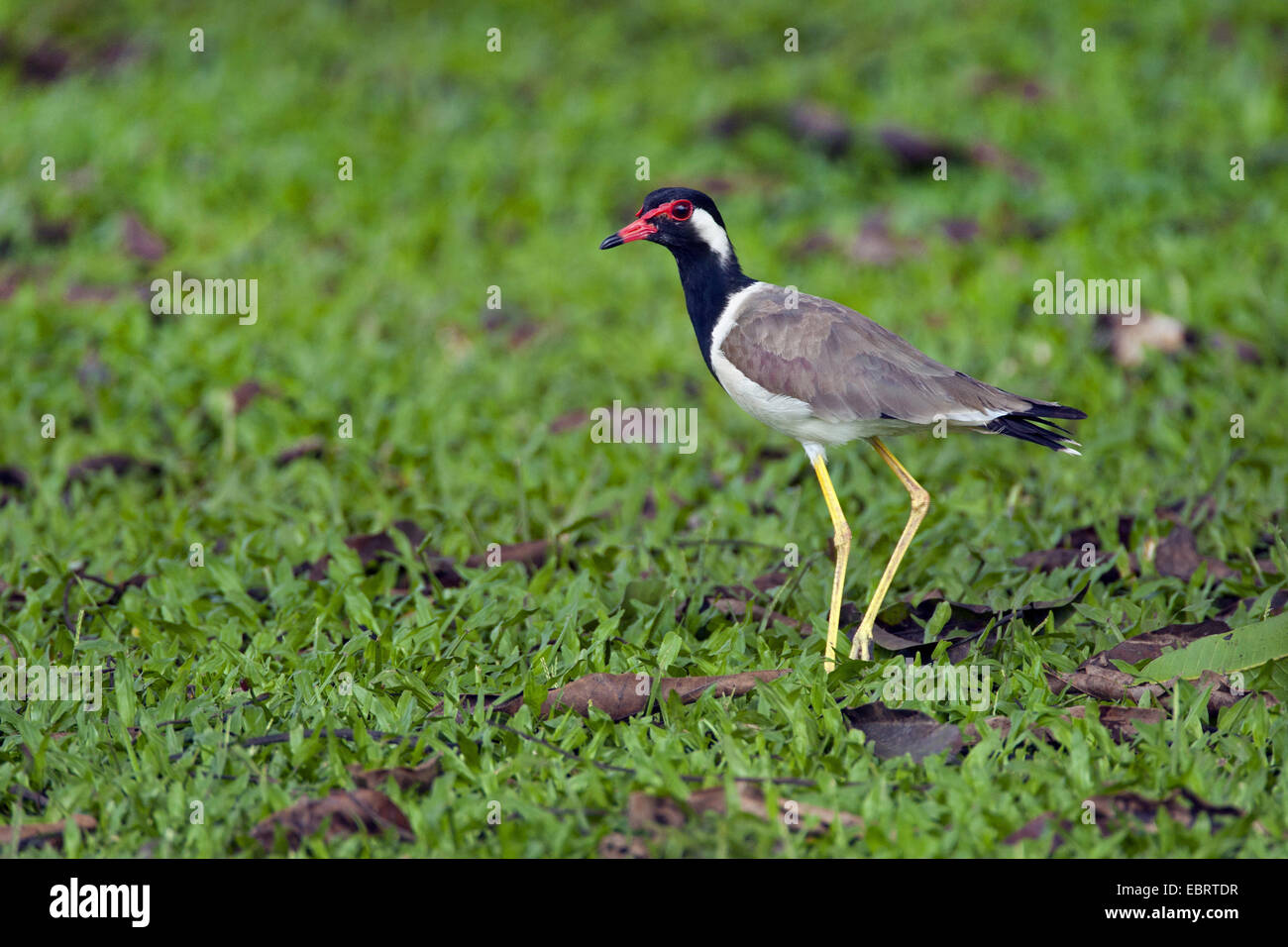 Red-wattled plover, Red-wattled lapwing (Hoplopterus indicus, Vanellus ...