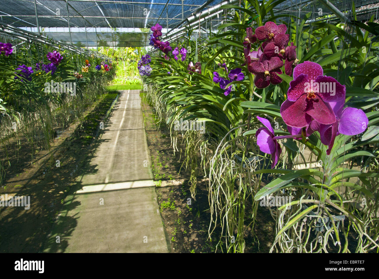 Thailand flower bloom farm hi-res stock photography and images - Alamy