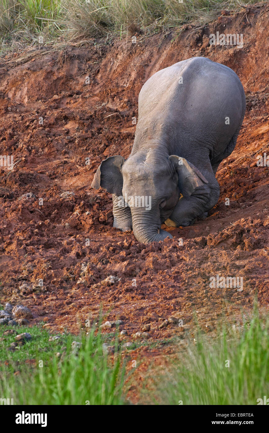 Asiatic elephant, Asian elephant (Elephas maximus), elephant calf ...