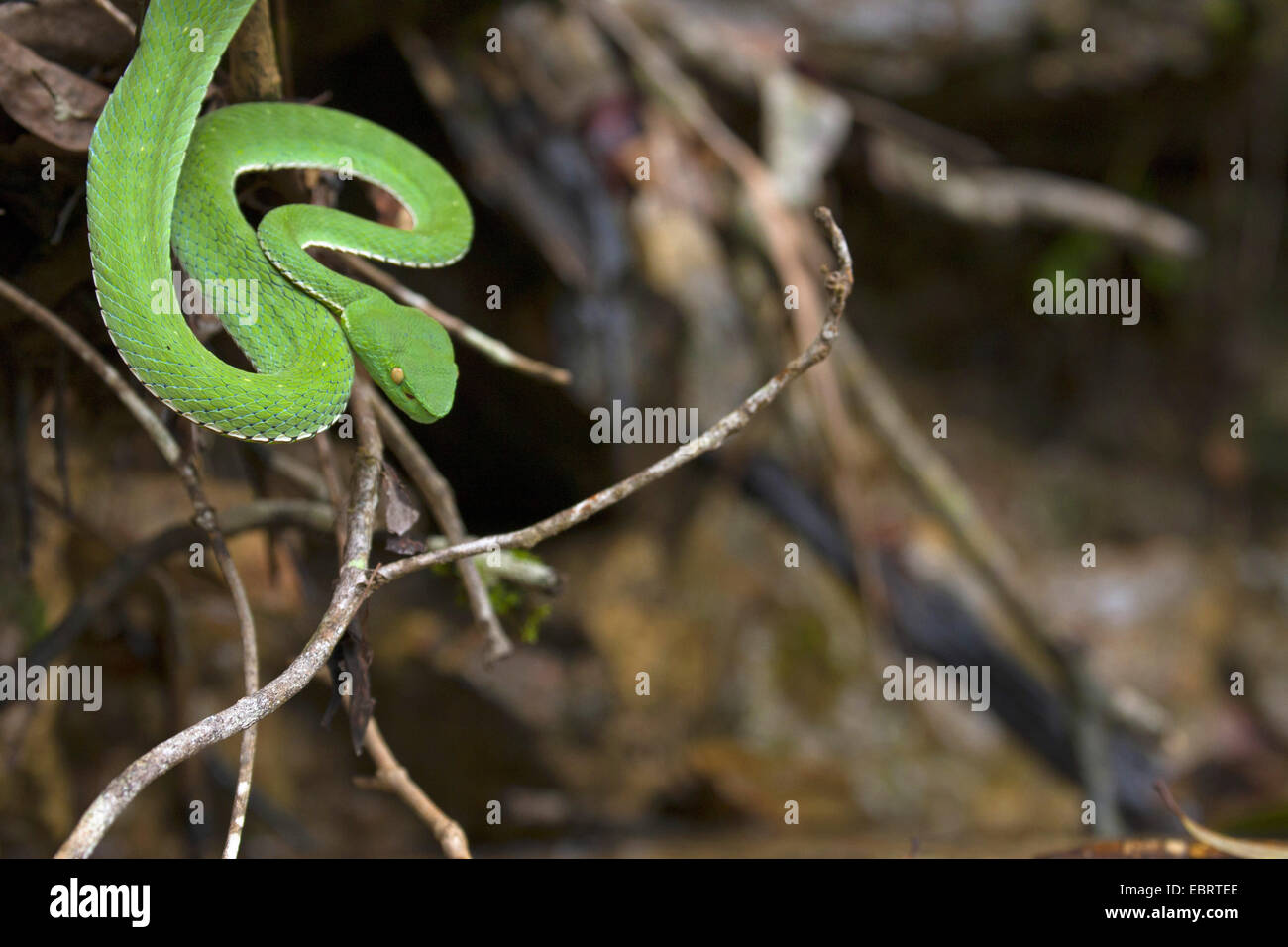 VogelÆs Pit Viper, Vogel's Green Pitviper (Trimeresurus vogeli ...