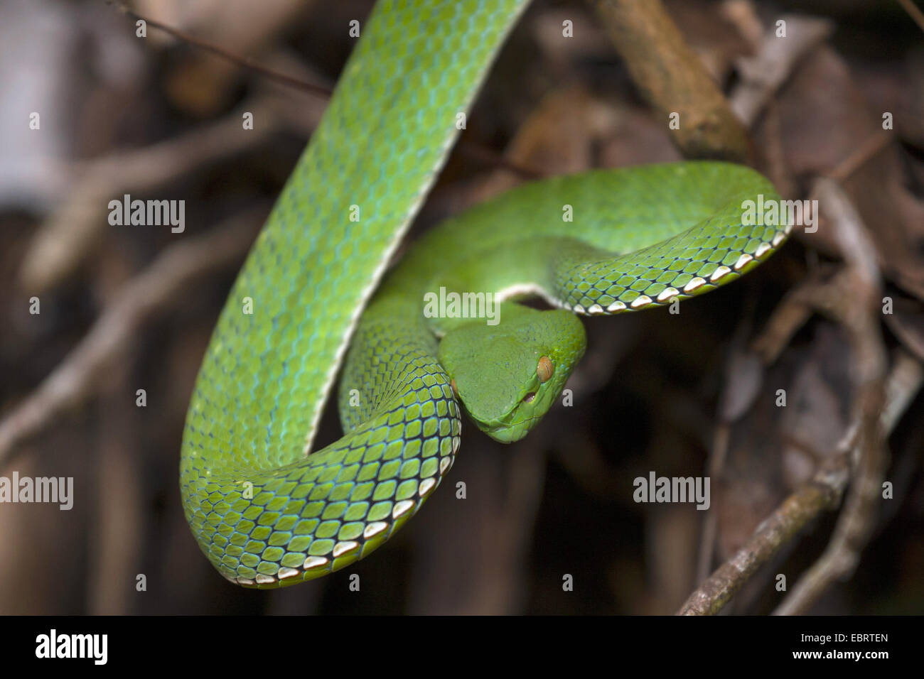 VogelÆs Pit Viper, Vogel's Green Pitviper (Trimeresurus vogeli ...
