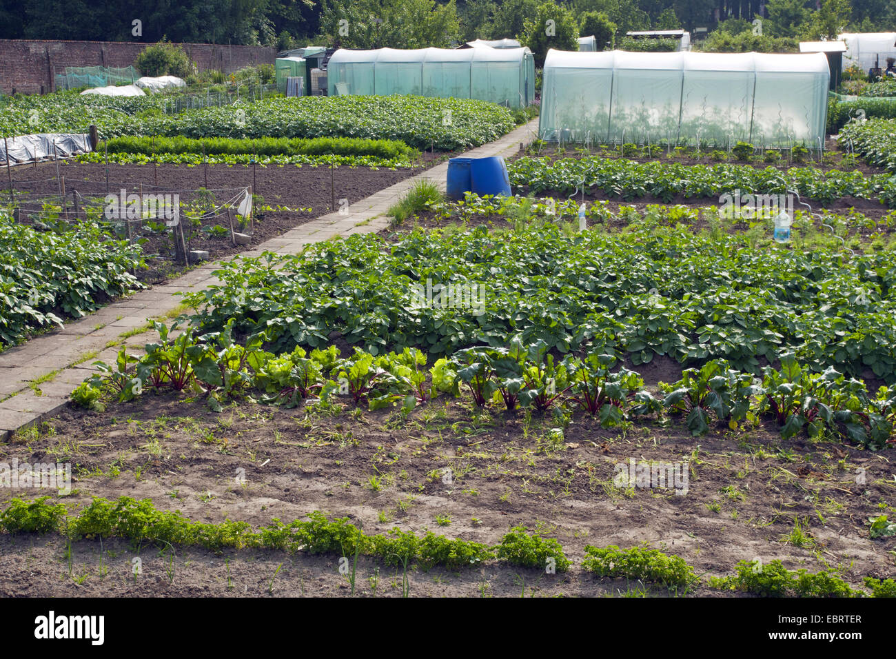 Vegetable patches hi-res stock photography and images - Alamy