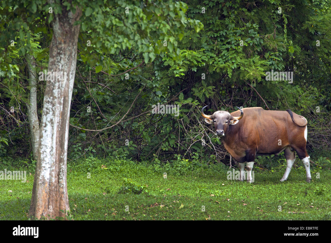Banteng (Bos javanicus), male at forest edge, Thailand, Huai Kha Khaeng ...