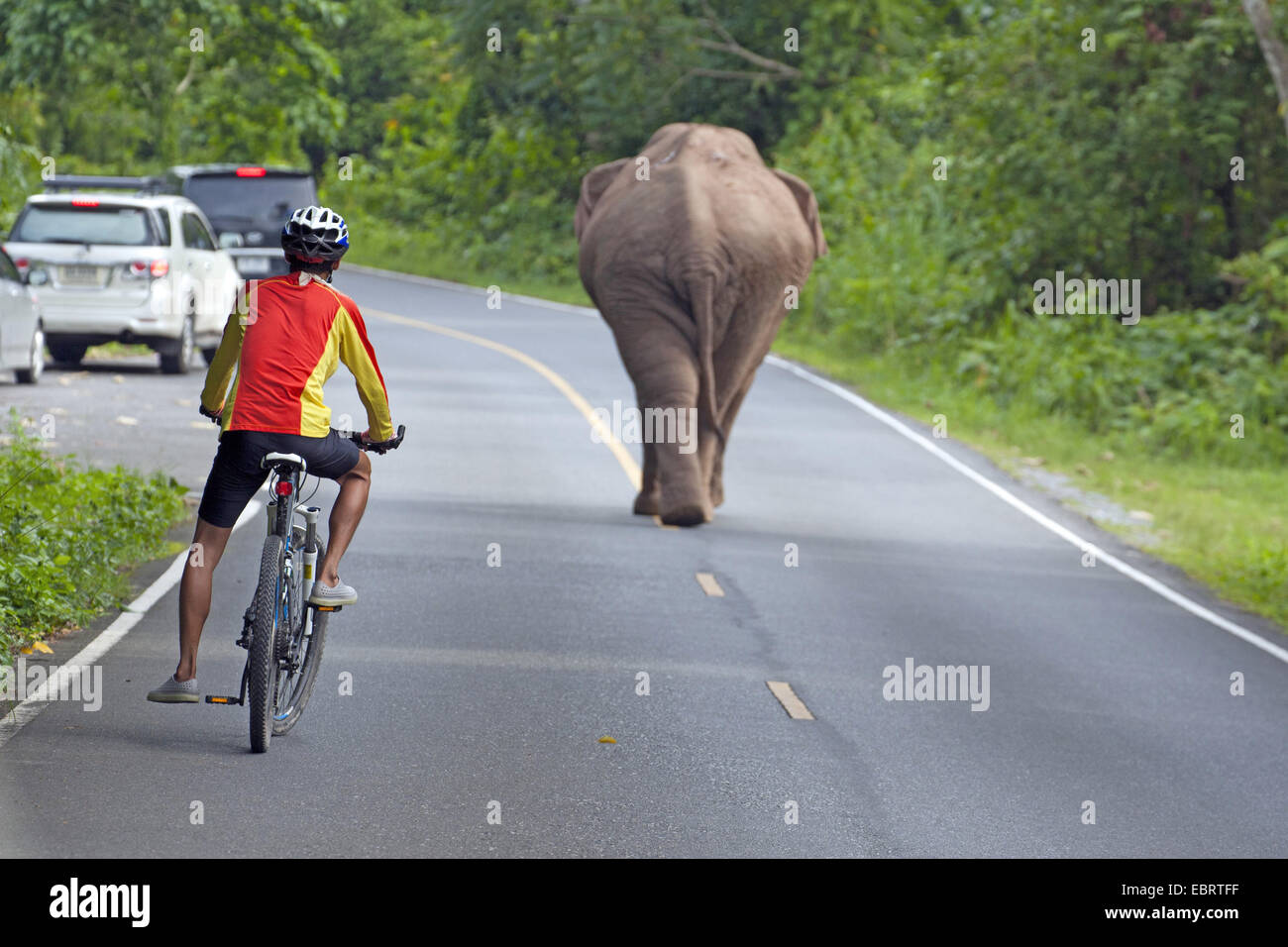 Elephant bike hi-res stock photography and images - Alamy