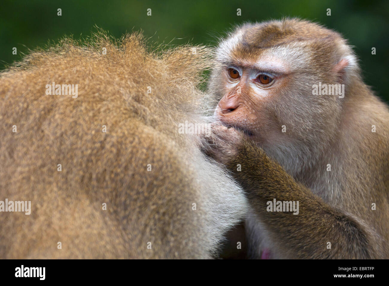 Northern pig-tailed macaque (Macaca leonina), grooming, Thailand, Khao ...