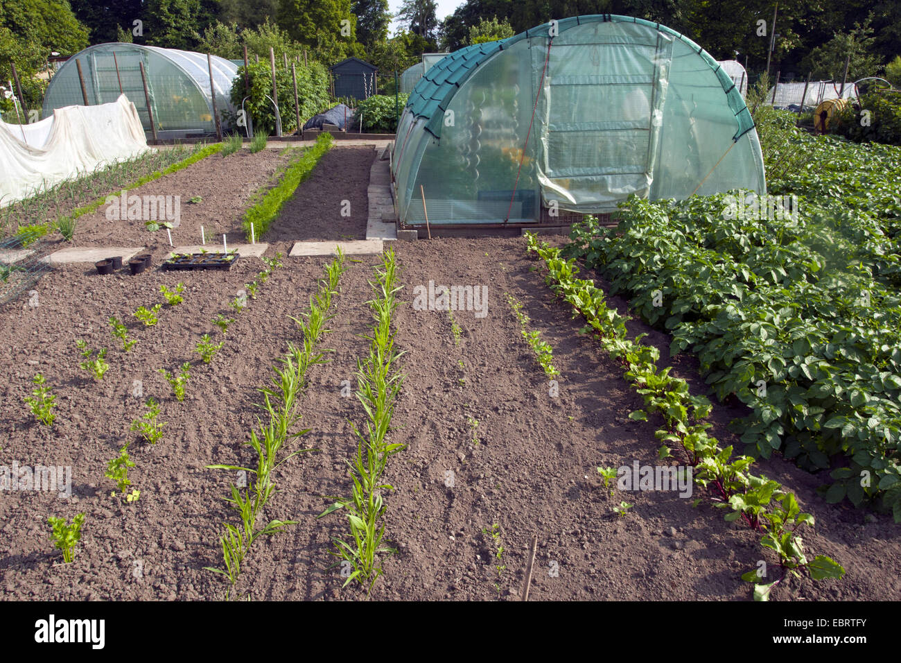 Fruit vegetable patch garden hi-res stock photography and images - Alamy