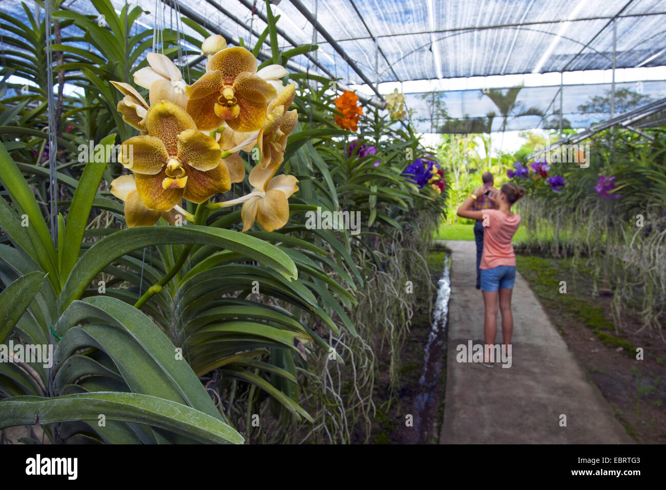 visitors in a orchid farm, Thailand Stock Photo - Alamy
