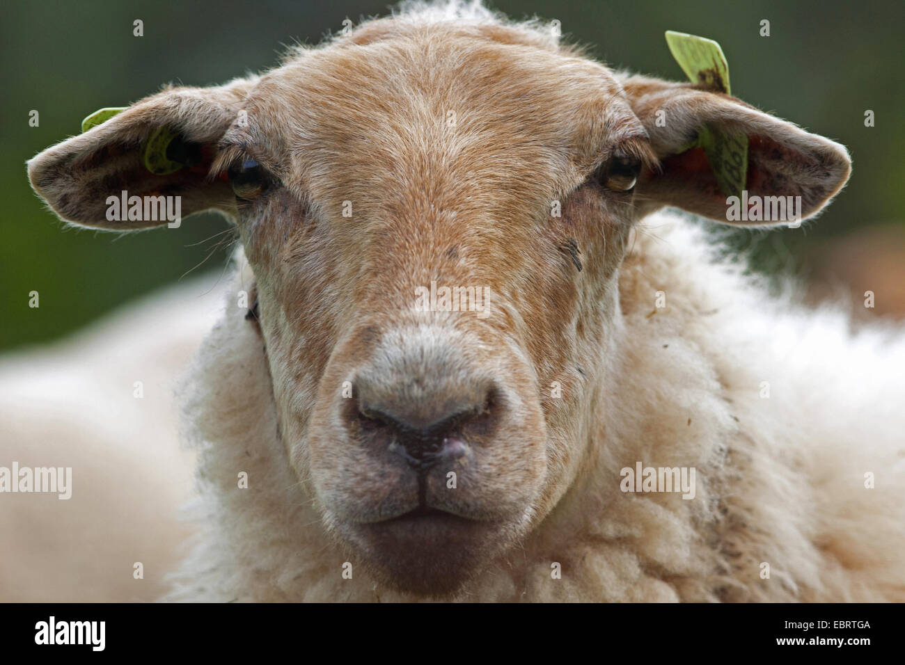 domestic sheep (Ovis ammon f. aries), portrait, Belgium, Namur Stock ...