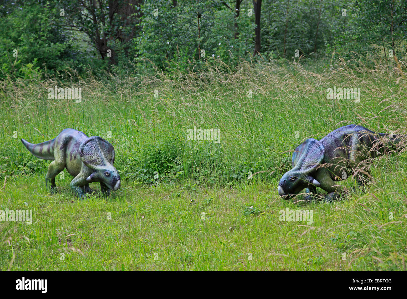 Protoceratops (Protoceratops), two grazing individuals Stock Photo - Alamy