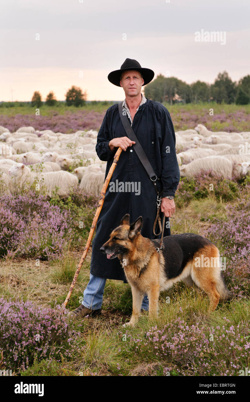 White Hornless Heath Sheep (Ovis ammon f. aries), shepherd with herd in ...