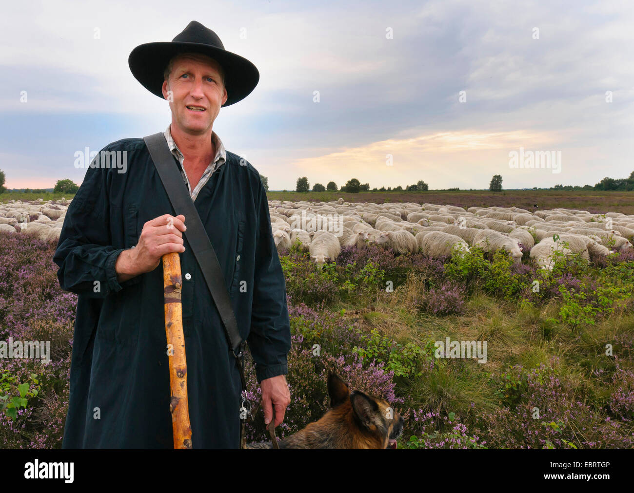 Hornless hi-res stock photography and images - Alamy