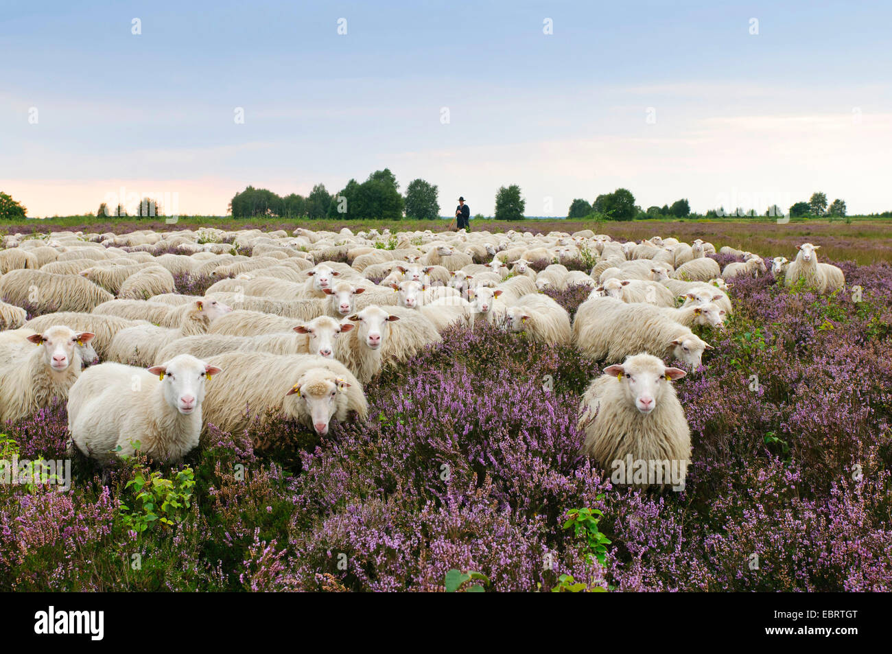 Hornless hi-res stock photography and images - Alamy