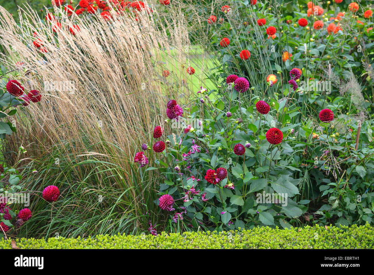 purple small-reed (Calamagrostis x acutiflora 'Karl Foerster ...