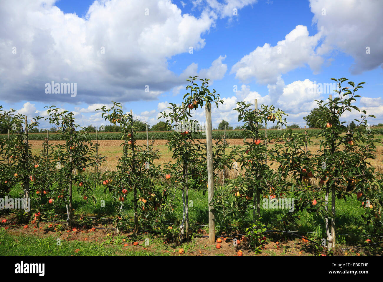 apple tree (Malus domestica), apple trees as espalier fruit, Germany ...