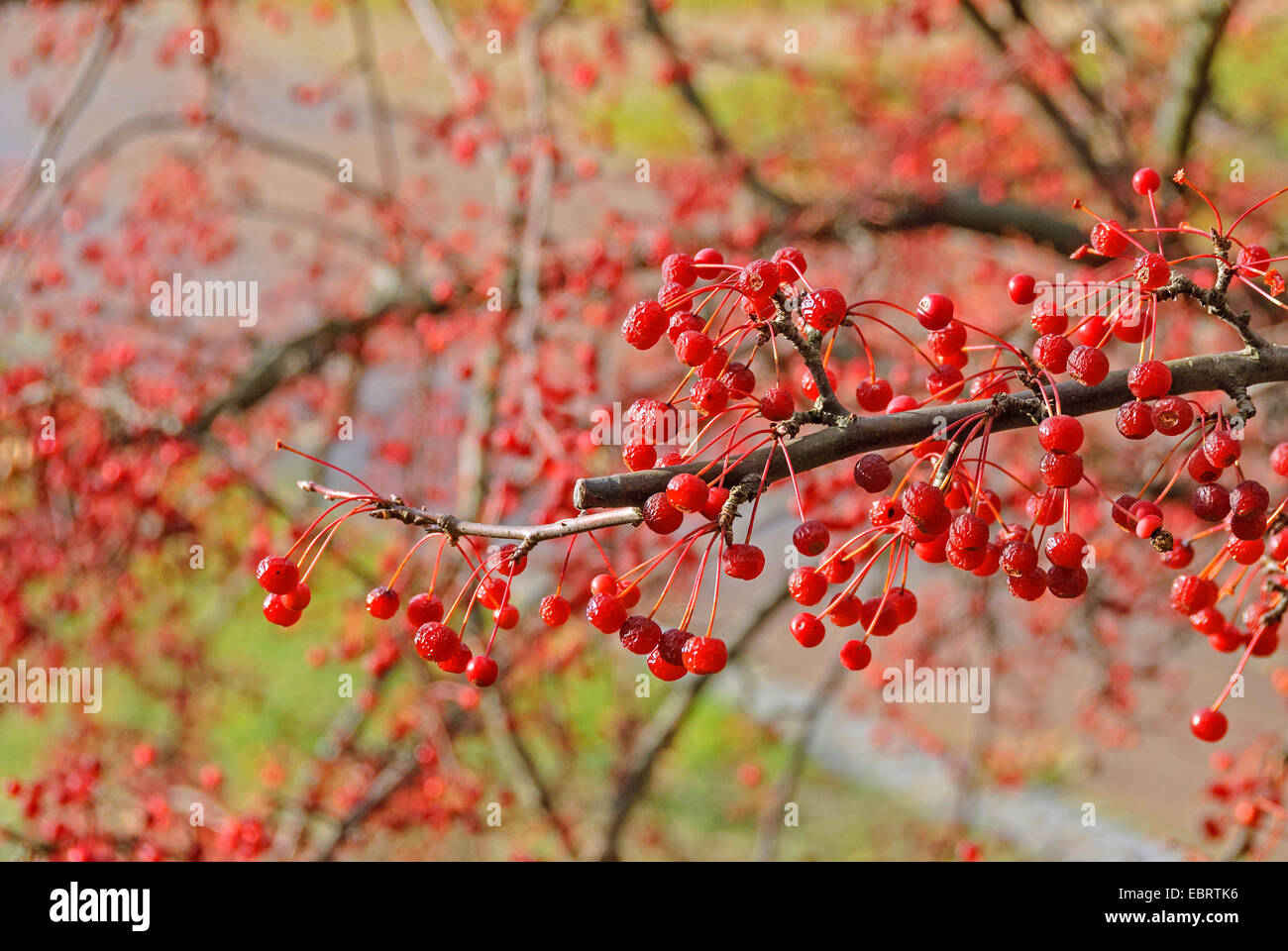 Crapapple hi-res stock photography and images - Alamy