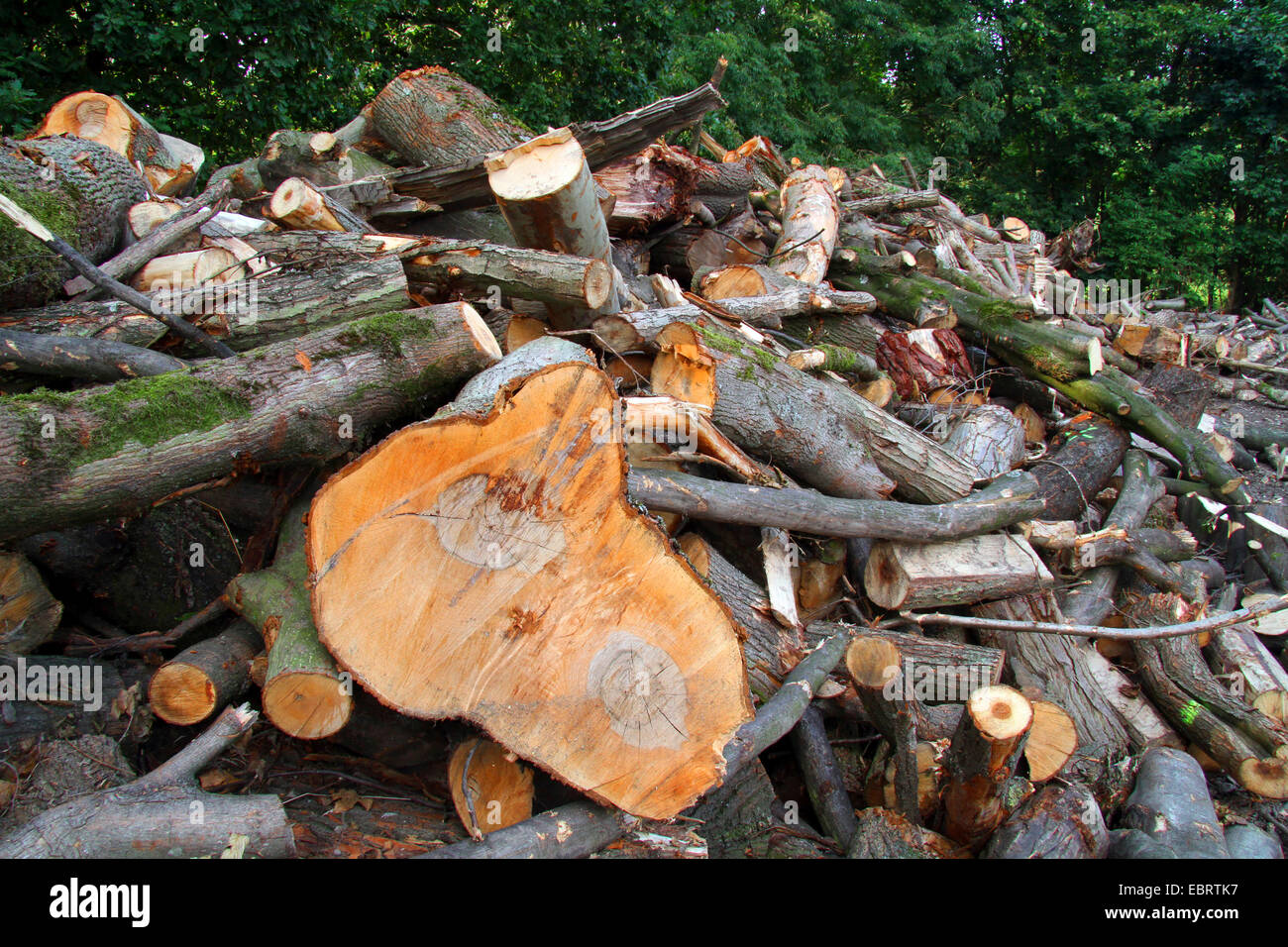 storage area for timber after storm, Germany Stock Photo - Alamy