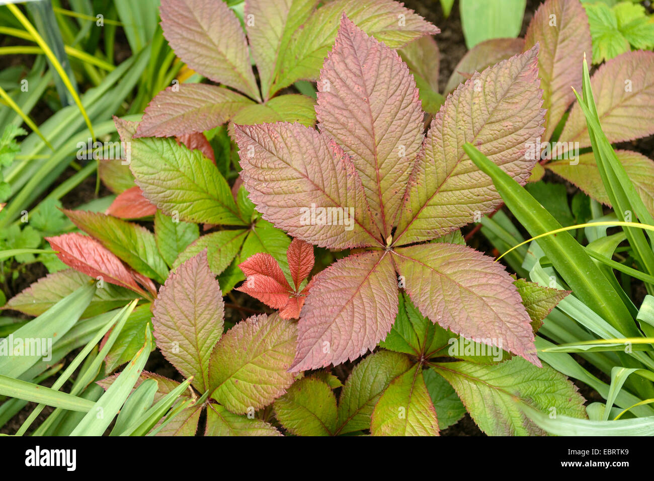 Featherleaf Rodgersia, Rodger's Flower (Rodgersia pinnata 'Bloody Mary ...