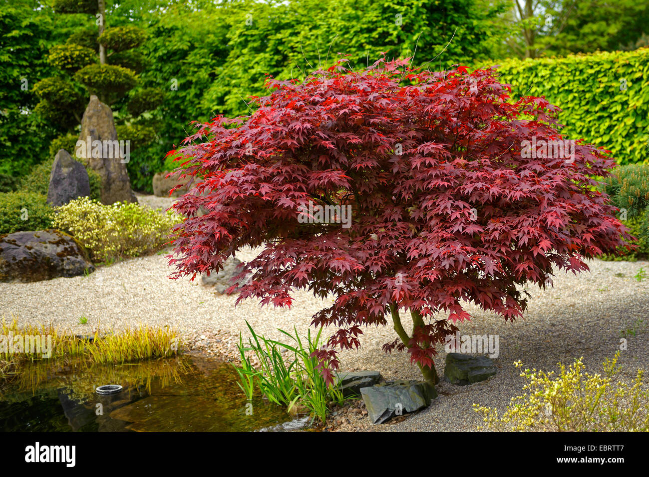 Japanese maple (Acer palmatum 'Bloodgood', Acer palmatum Bloodgood ...