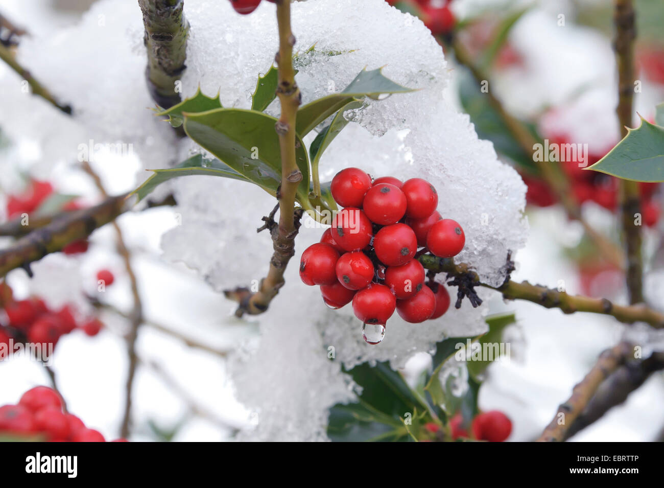 Holly bushes snow hi-res stock photography and images - Alamy