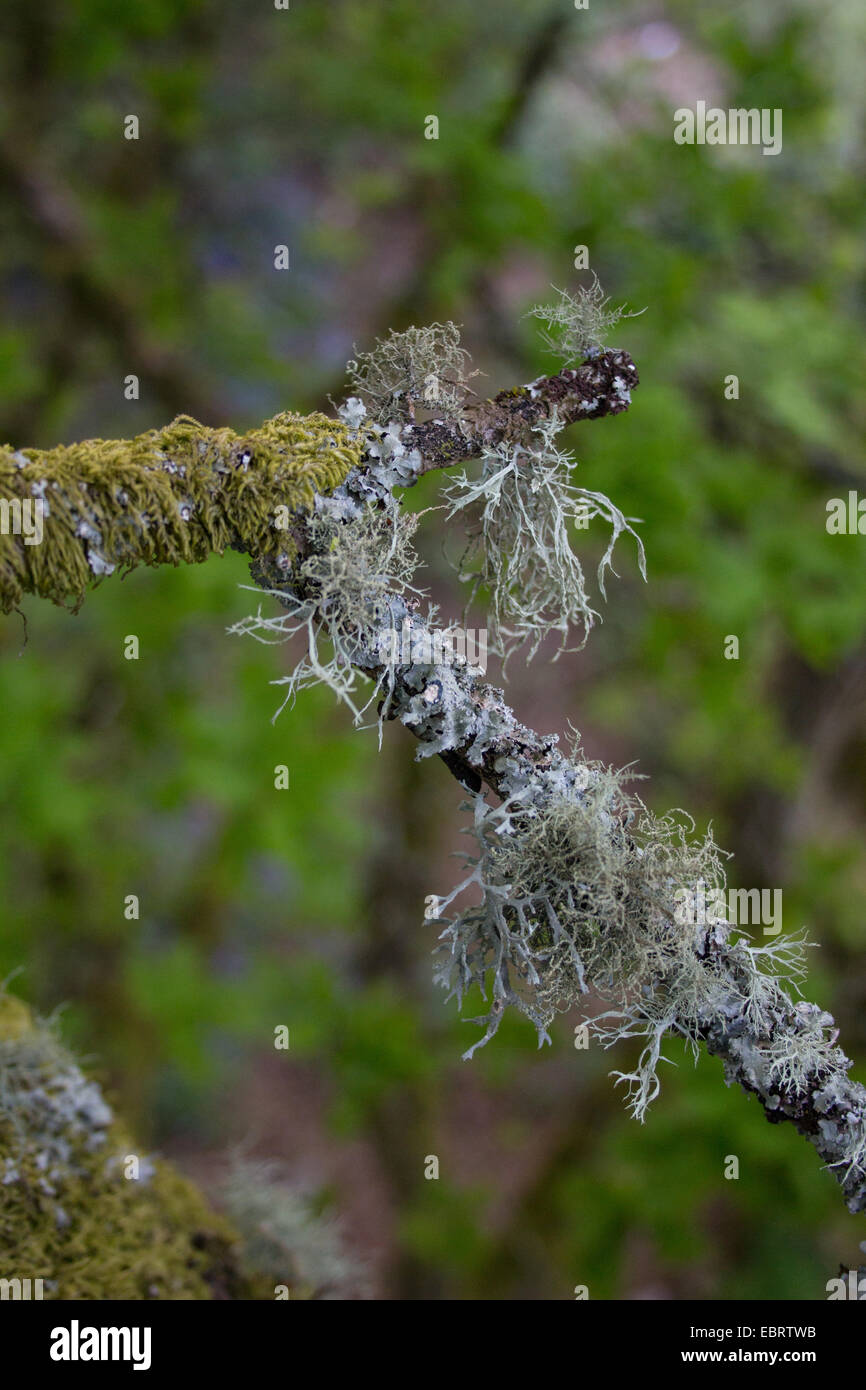 Lichen and moss growing on a tree limb Stock Photo - Alamy