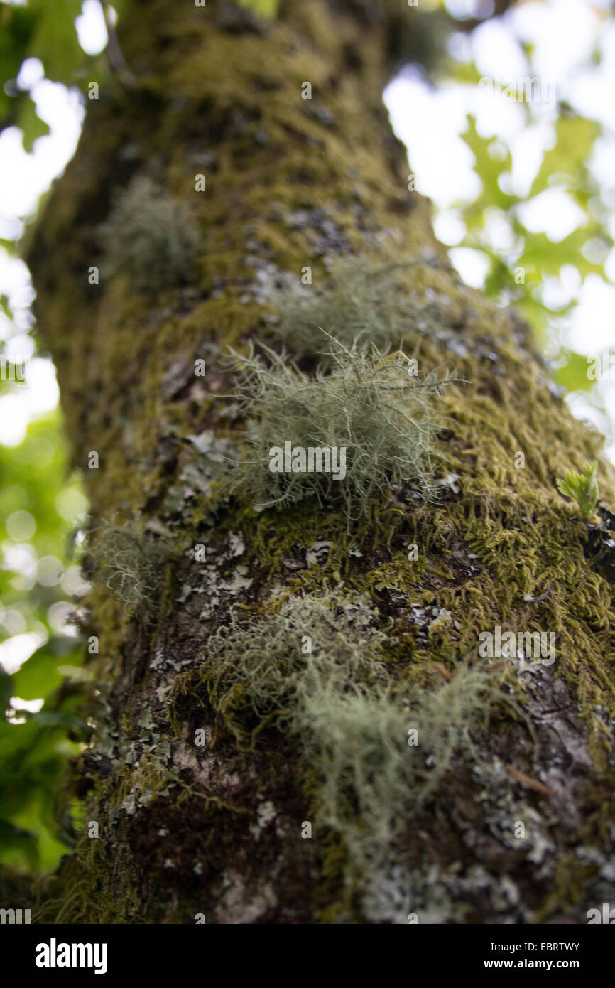 Lichen and moss growing on a tree limb Stock Photo - Alamy
