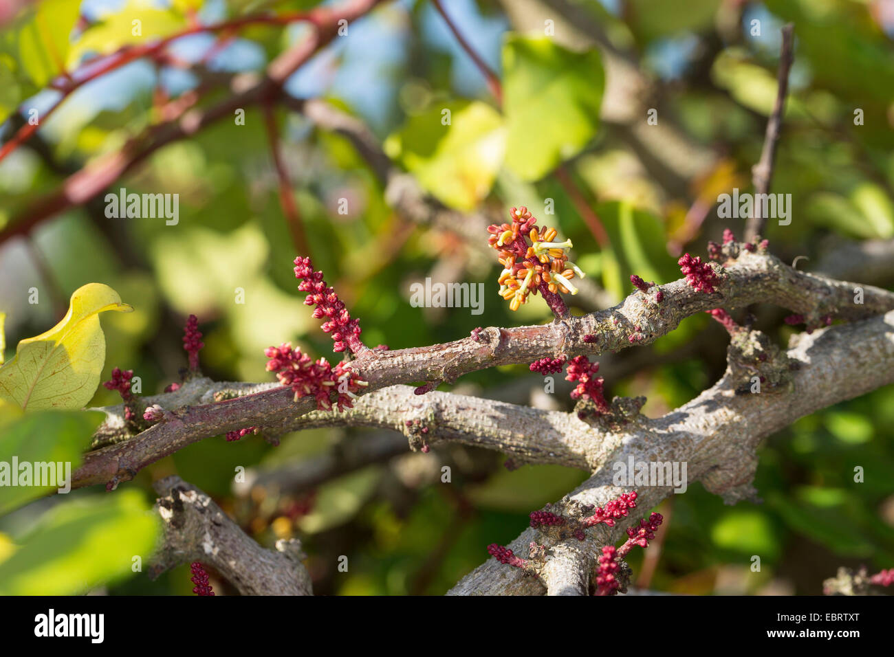 Flowers of the carob tree hi-res stock photography and images - Alamy