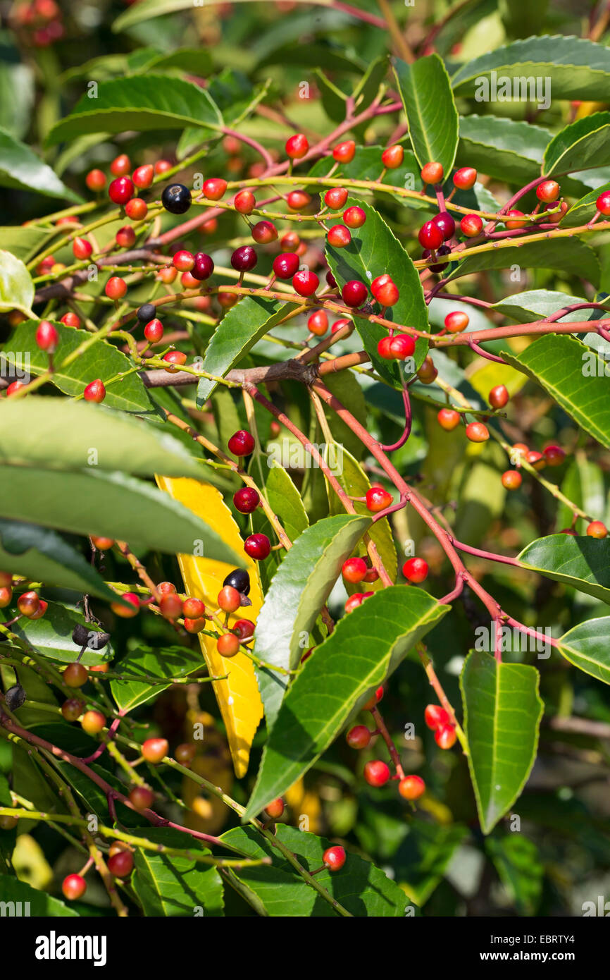 Portugal laurel (Prunus lusitanica), branches with fruits Stock Photo ...