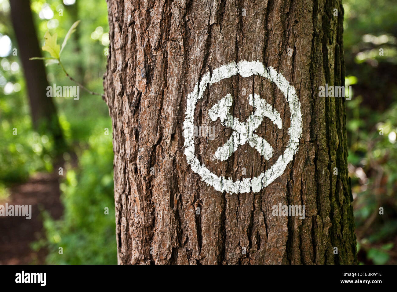 hammer and pick as a marking at a tree, Germany, North Rhine-Westphalia ...