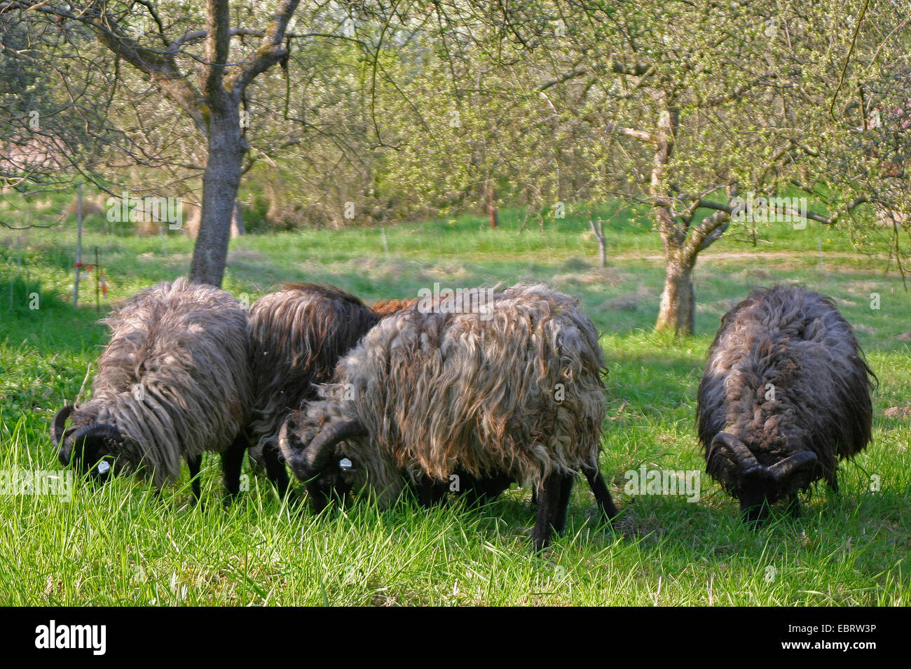Grazing sheep in orchard hi-res stock photography and images - Alamy