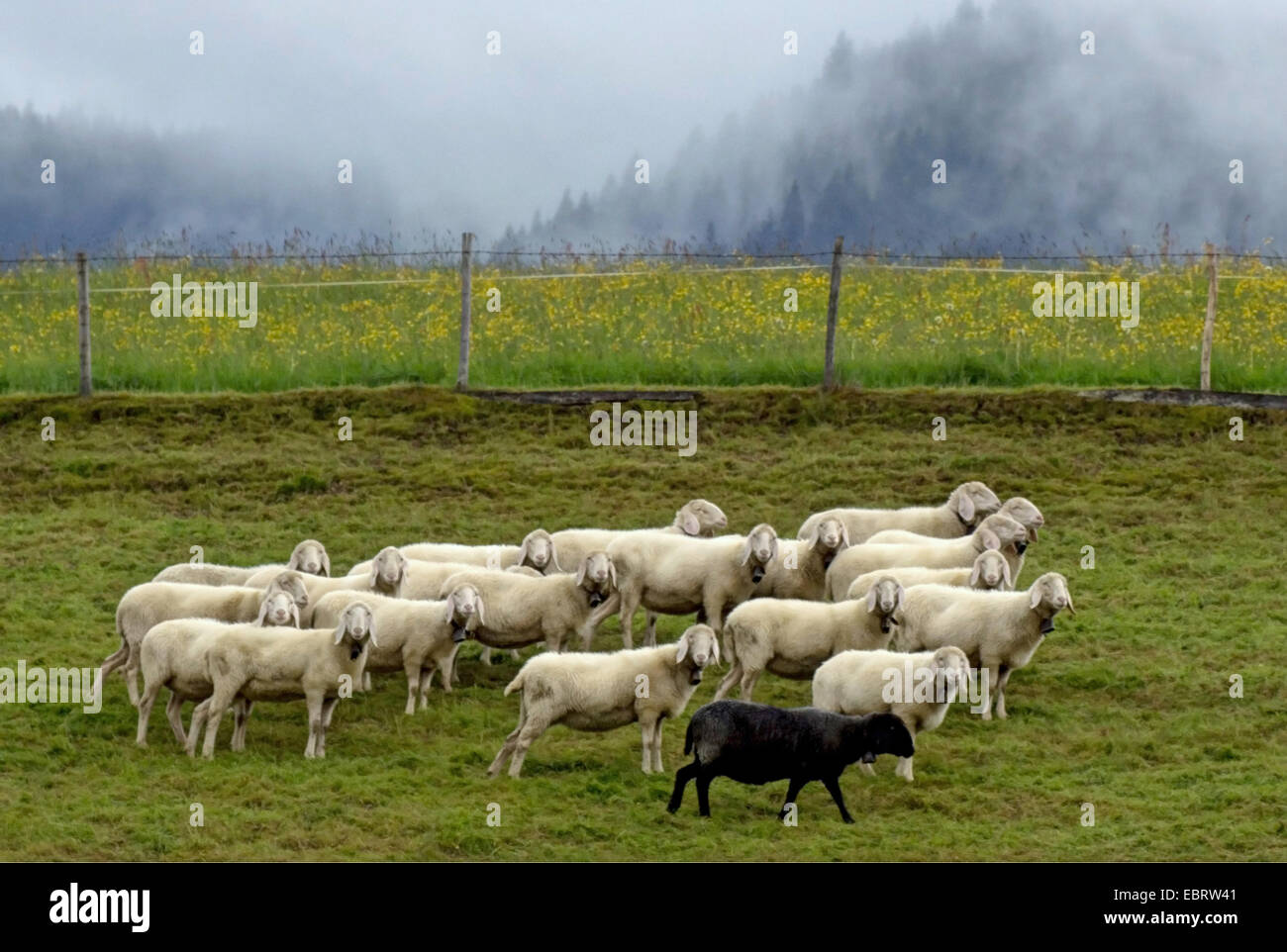 domestic sheep (Ovis ammon f. aries), little flock of sheep on a ...