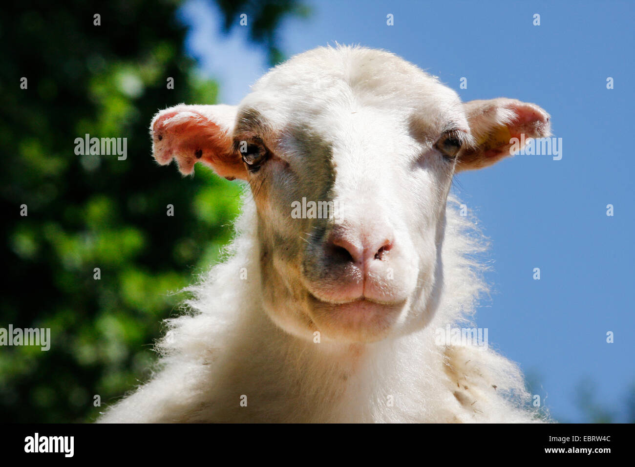 domestic sheep (Ovis ammon f. aries), portrait, Croatia Stock Photo - Alamy