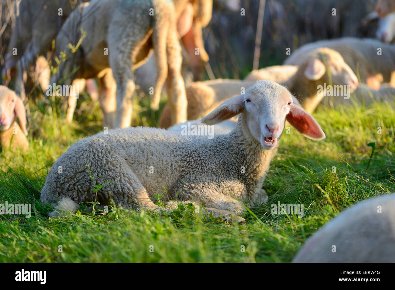 Bleating sheep hi-res stock photography and images - Alamy