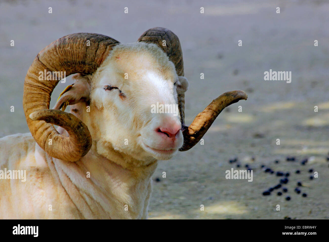Horned sheep breeds hi-res stock photography and images - Alamy