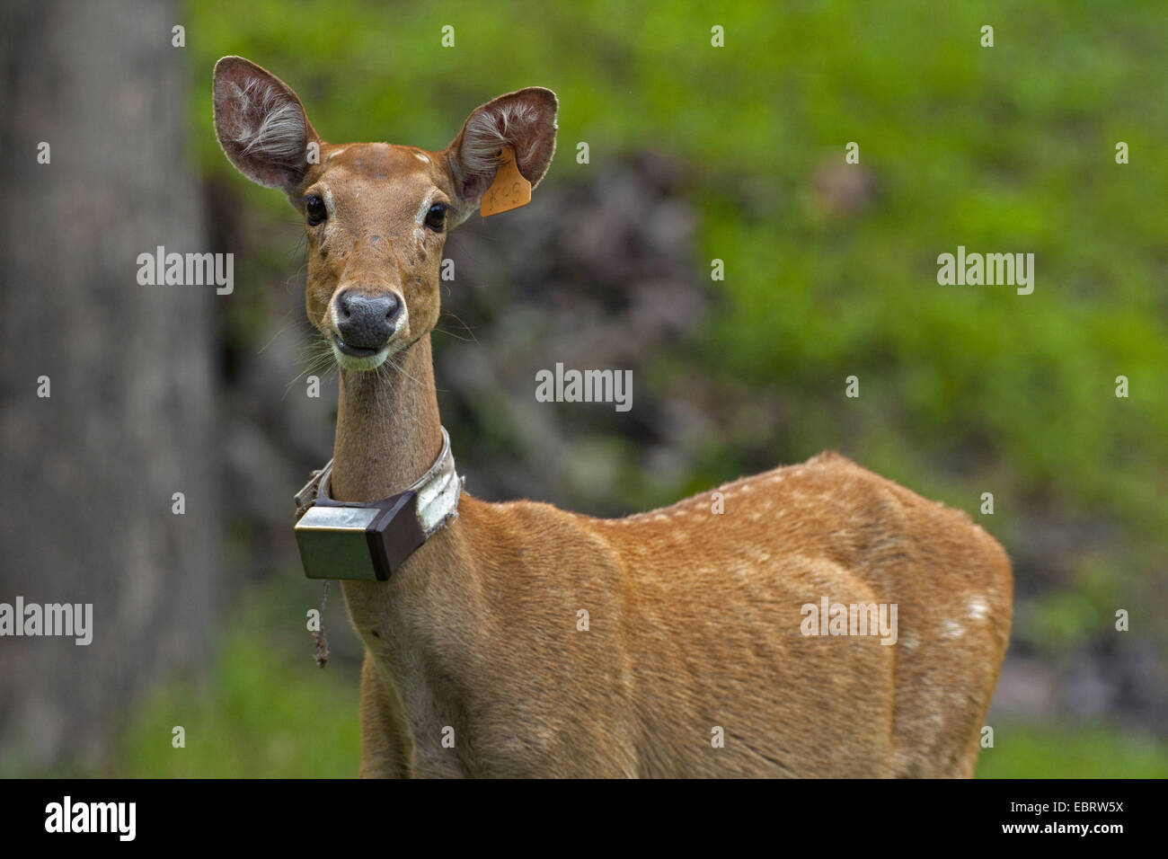 Thamin, Brow-antlered deer, Eld's deer (Panolia eldii, Rucervus eldii ...