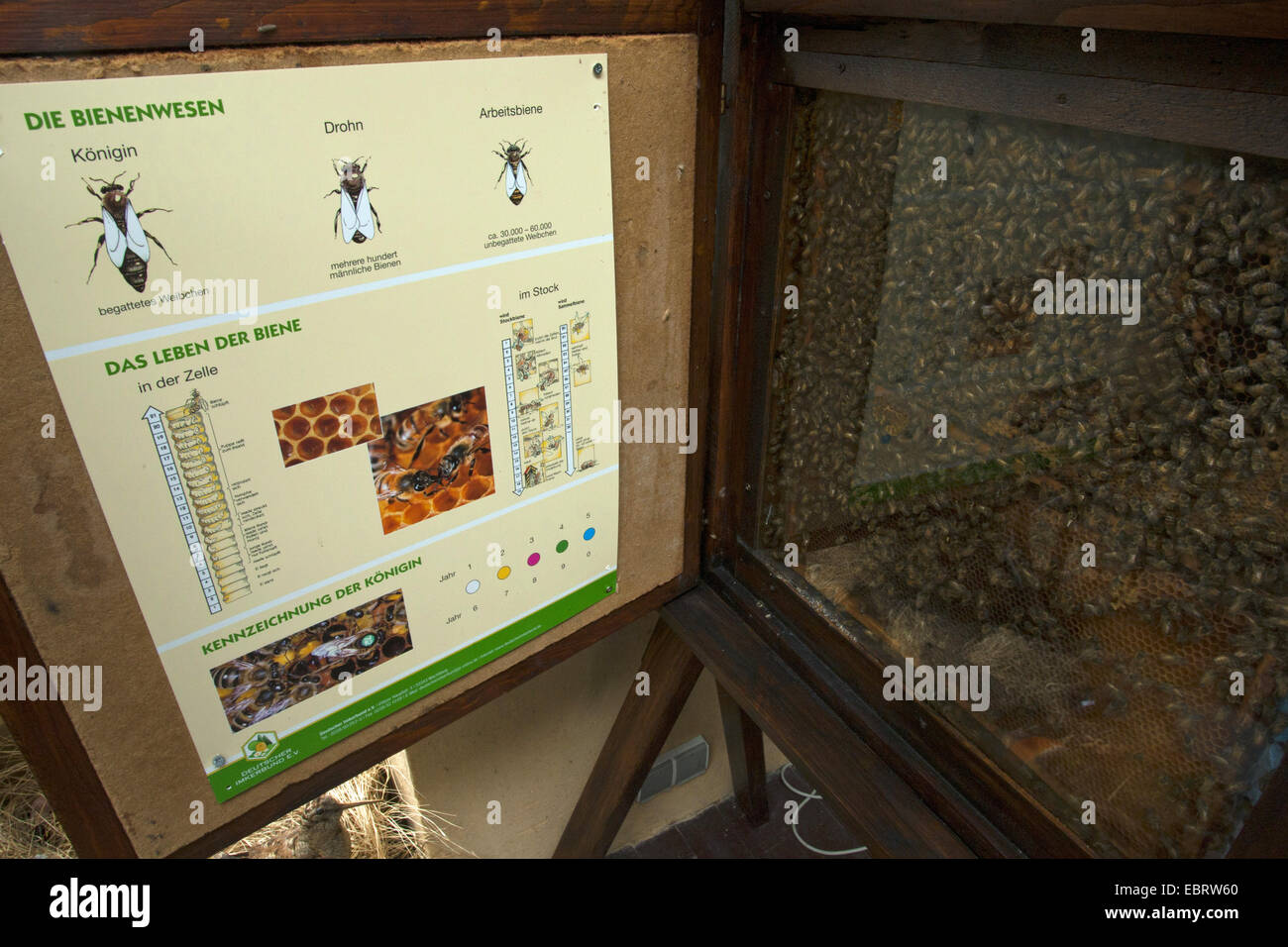 Bee hive display Stock Photo - Alamy