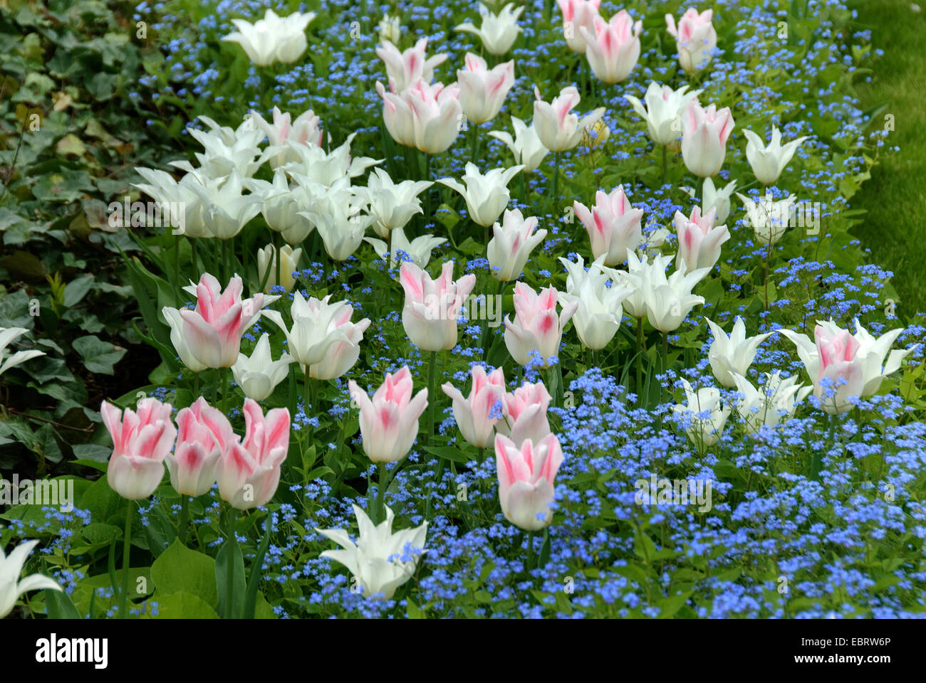 garden tulip (Tulipa 'Holland Chic', Tulipa Holland Chic), cultivar ...