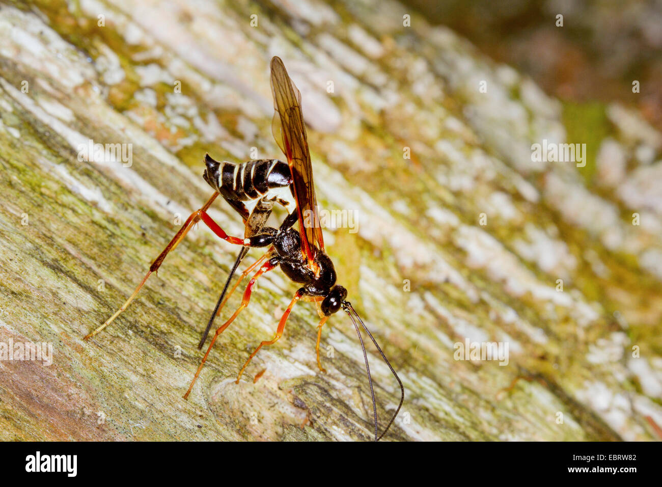 Giant Ichneumon, Sabre Wasp, Large ichneumon wasp (Rhyssa persuasoria ...