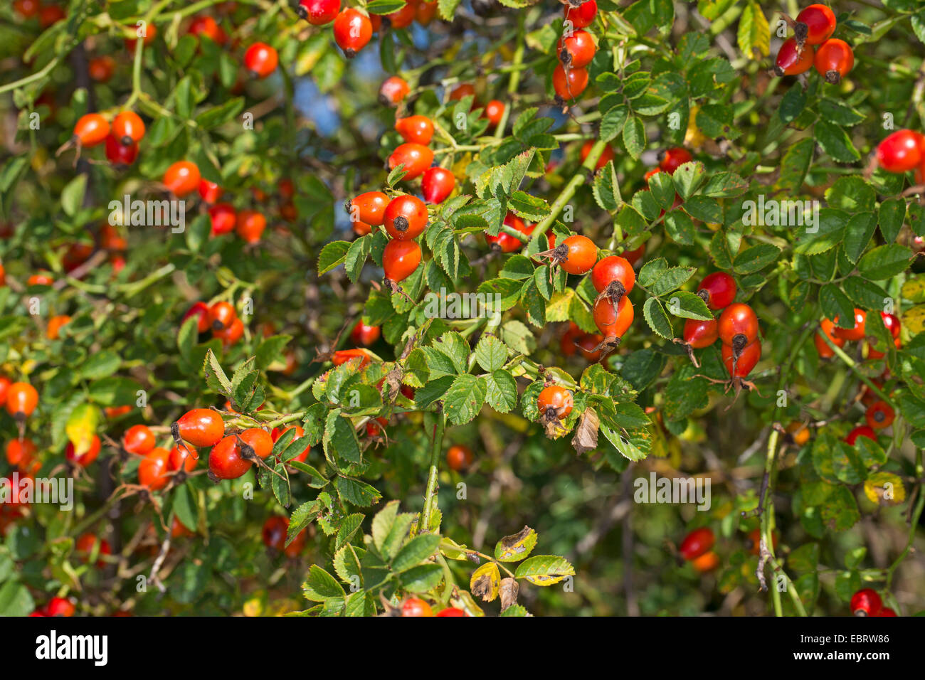Rose hip bush hi-res stock photography and images - Alamy