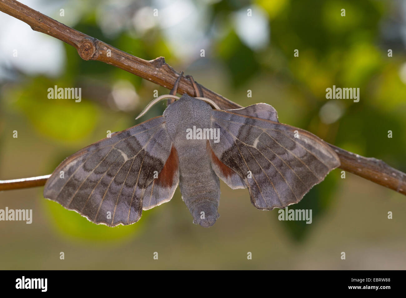 Poplar Hawk-moth, Poplar Hawkmoth (Laothoe populi, Sphinx populi), male ...