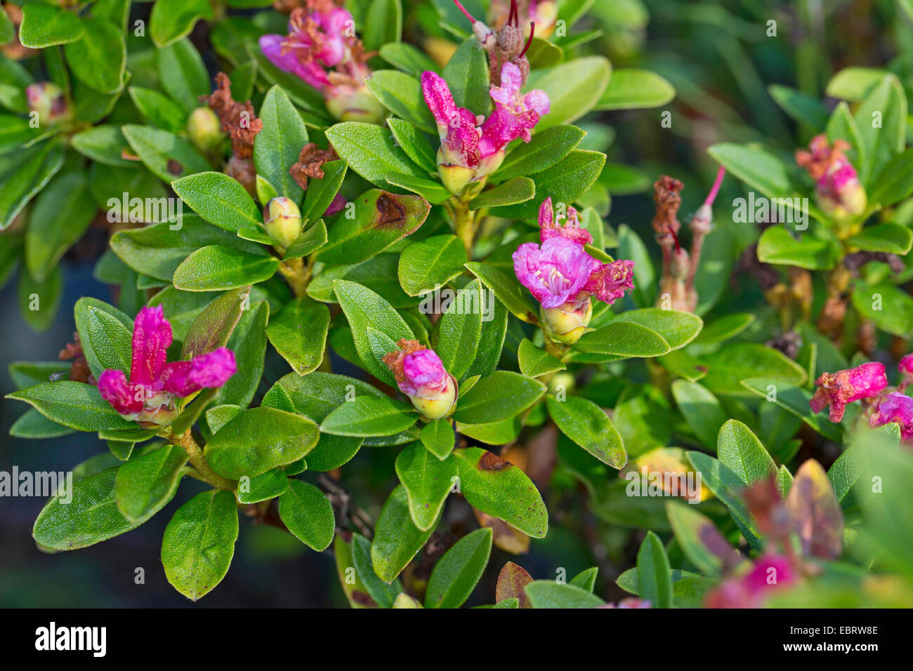 rust-leaved alpine rose (Rhododendron ferrugineum), blooming, Germany ...