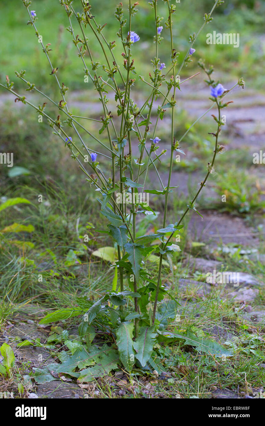 blue sailors, common chicory, wild succory (Cichorium intybus ...