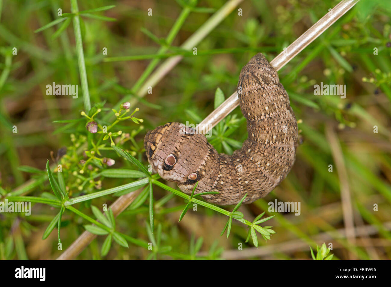 Elephant hawk moth larvae from above hi-res stock photography and ...