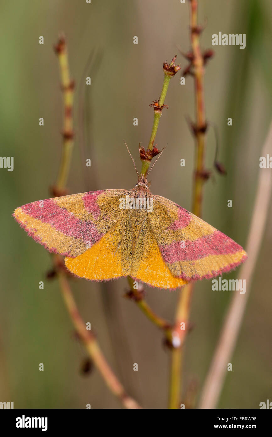 Barred yellow moth hi-res stock photography and images - Alamy