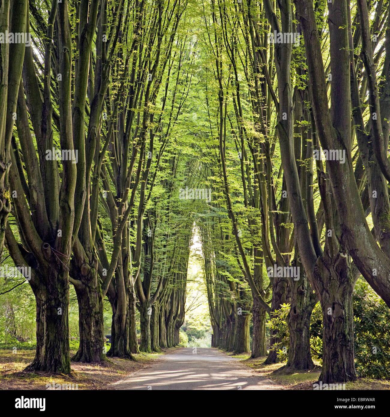 Fastigiata Hornbeam Street Tree