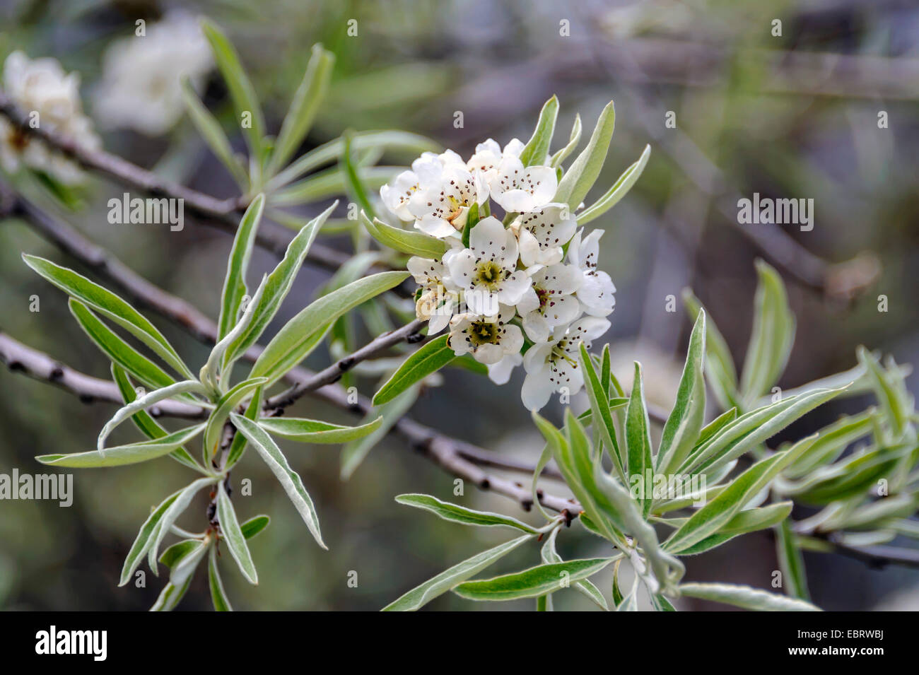Willow-leaved Pear, Willow leaved Pear, Willowleaf Pear, Weeping Pear ...